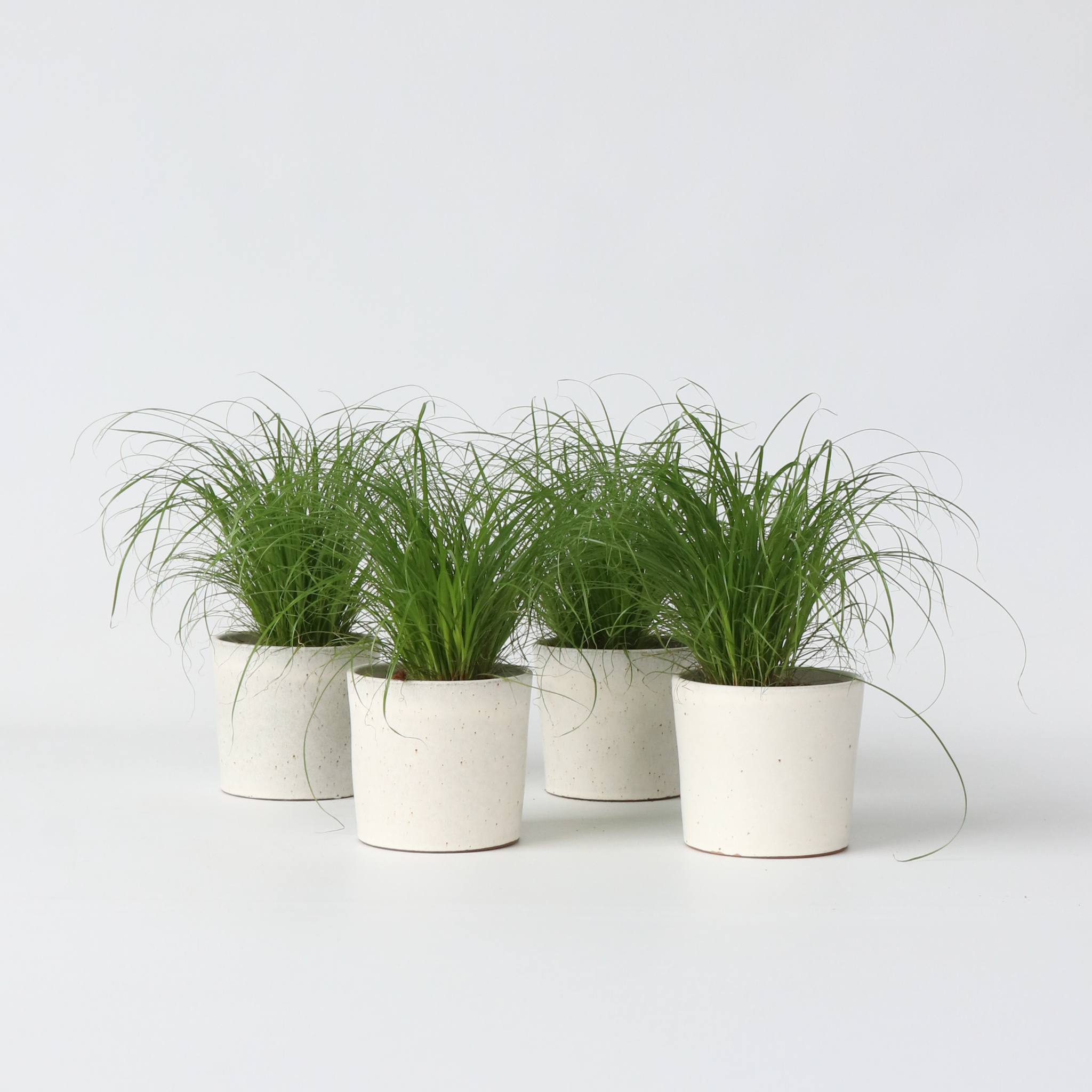 Kattegræs - Sæt med 4 | Cyperus zumula