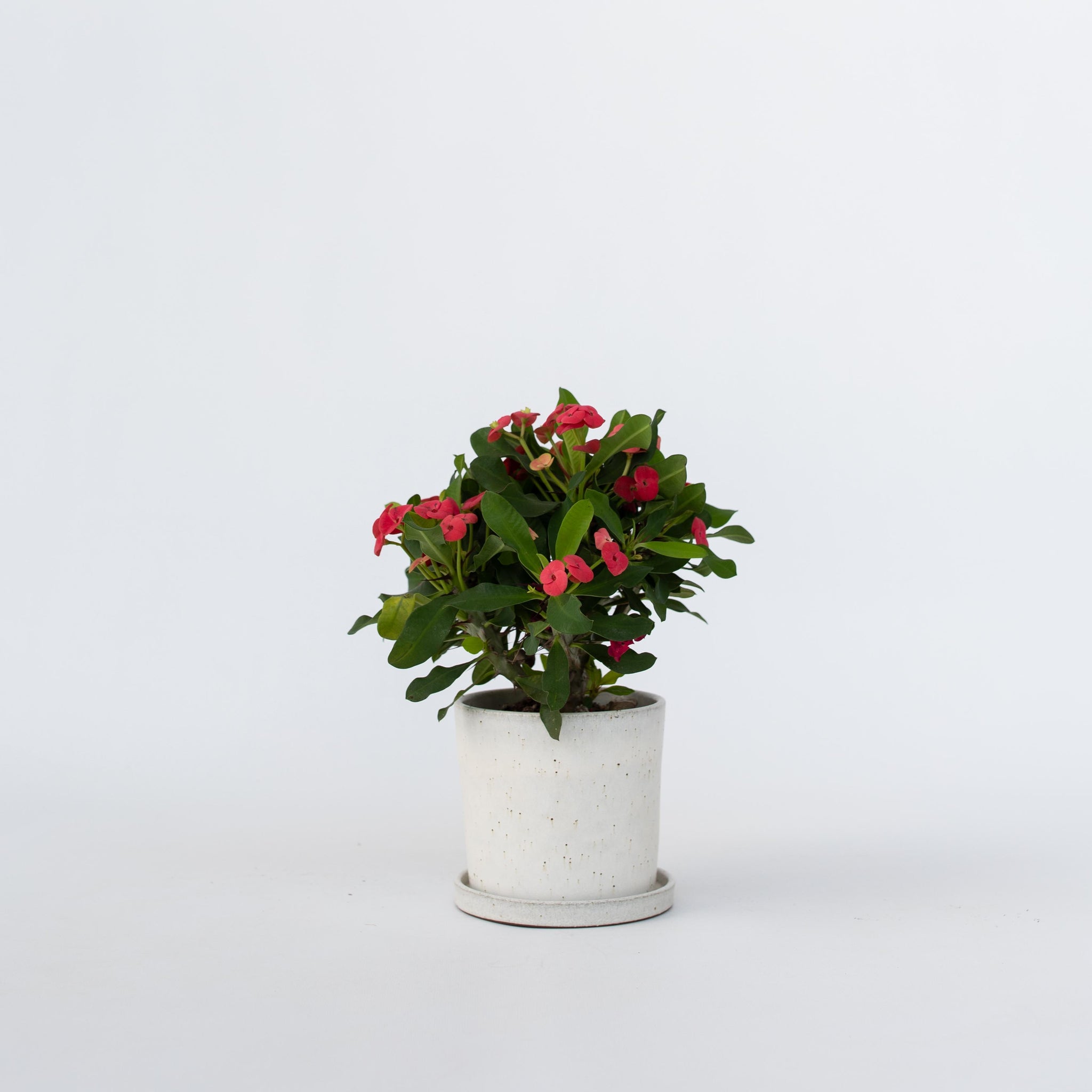 Kristi tornekrone | Euphorbia 'Milii'